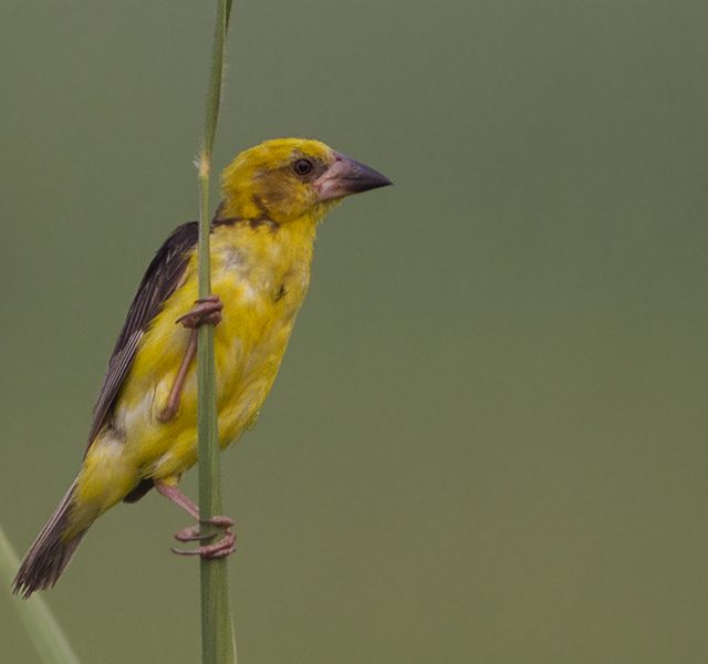 Rediscovering Finn’s Weaver: The Unique ‘Endangered’ Bird | Youth Ki Awaaz