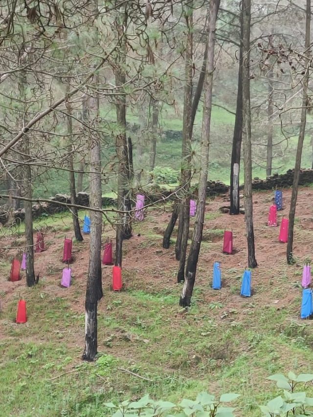 Meet Shruti Who Converts Old Saris Into Eco-Friendly Tree Guards ...