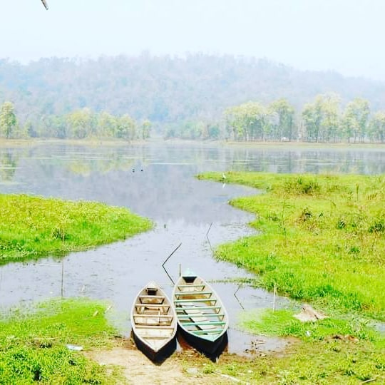 If This Tree In Assam Is Cultivated, It Can Lead To An Income Of ₹57 ...