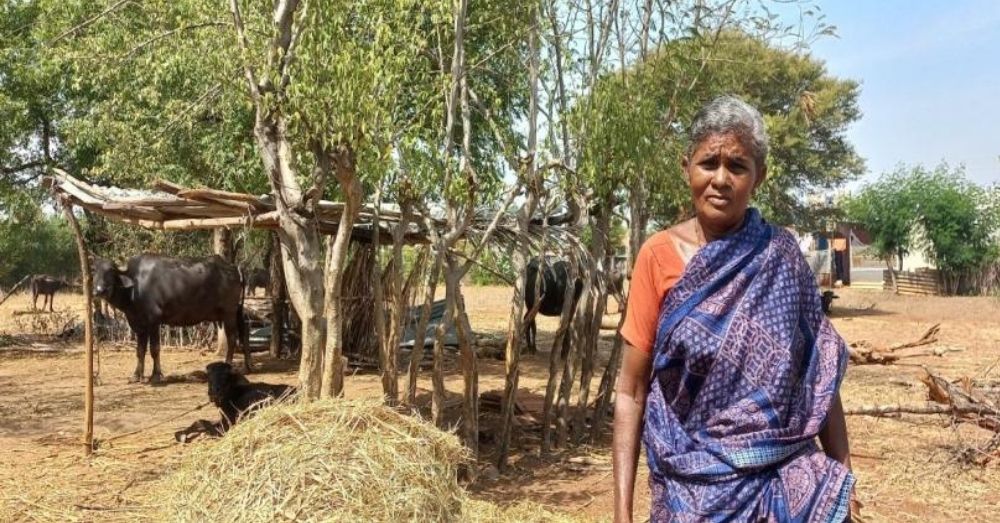 The Case Of Missing Buffaloes And A Small Town’s Identity