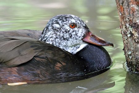 The White-Winged Wood Duck: A Glimpse Into Assam’s Avian Heritage ...