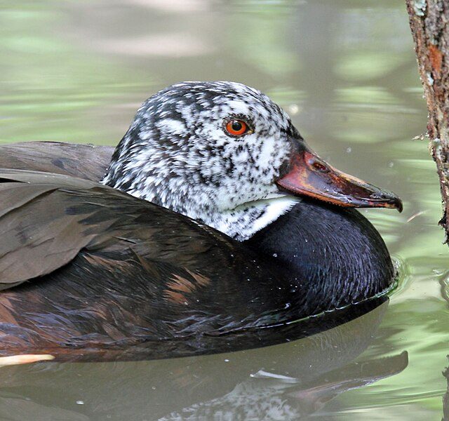 The White-Winged Wood Duck: A Glimpse Into Assam’s Avian Heritage ...