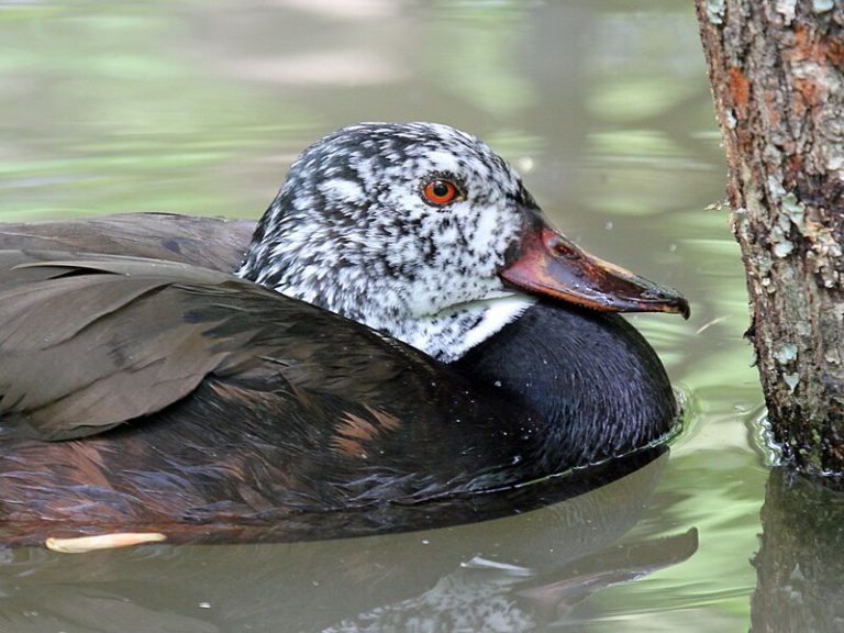 The White-Winged Wood Duck: A Glimpse Into Assam’s Avian Heritage ...