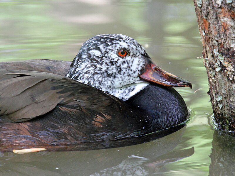 The White-Winged Wood Duck: A Glimpse Into Assam’s Avian Heritage ...