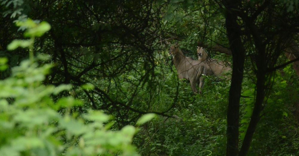 Dwarka Forest: “We Will Not Let Them Work That Easily”