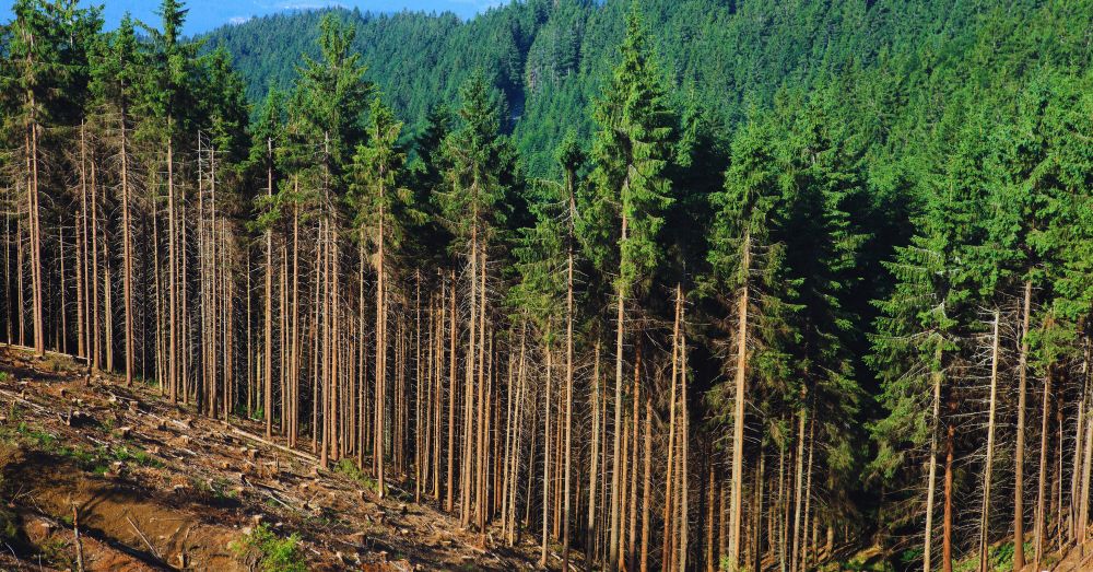 At What Cost? - The Silent Disappearance Of Dehradun’s Forests