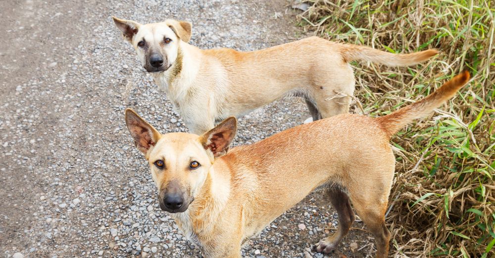The Battle For Streets For Strays Animals | Youth Ki Awaaz