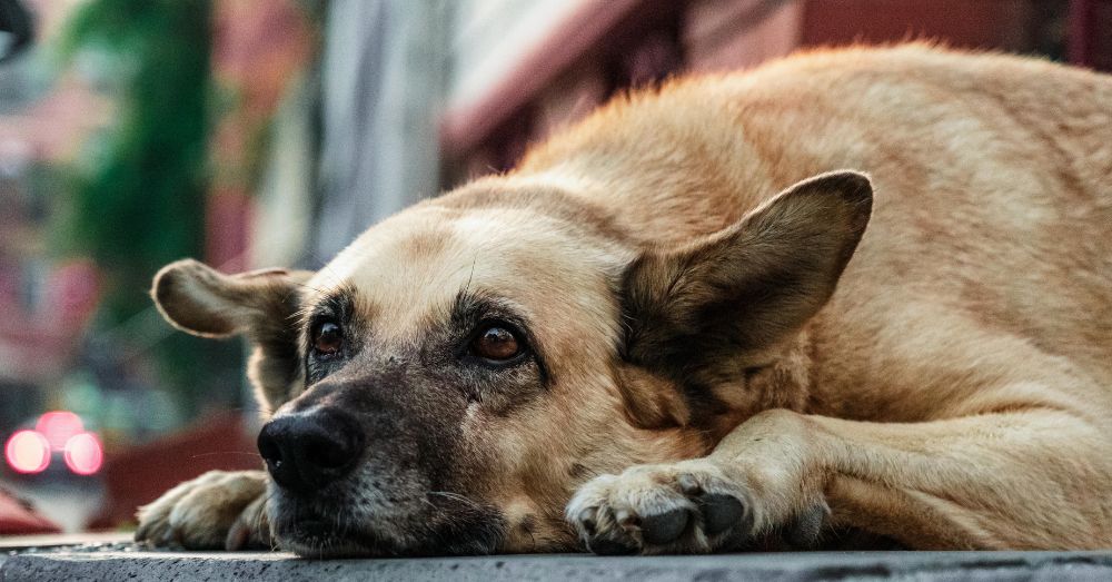 Stray Dogs In Delhi: Between Safety And Compassion | Youth Ki Awaaz