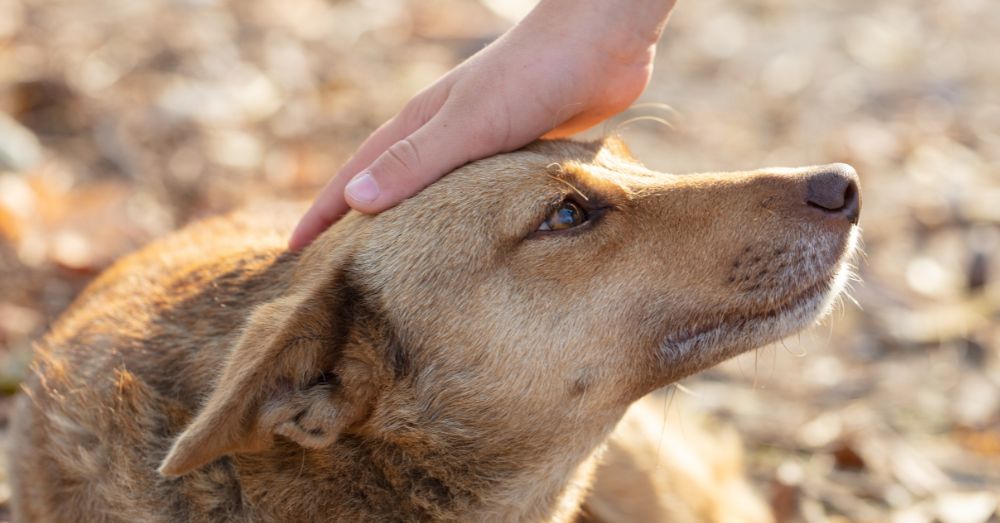 AI-Based Stray Dog Detection? | Youth Ki Awaaz